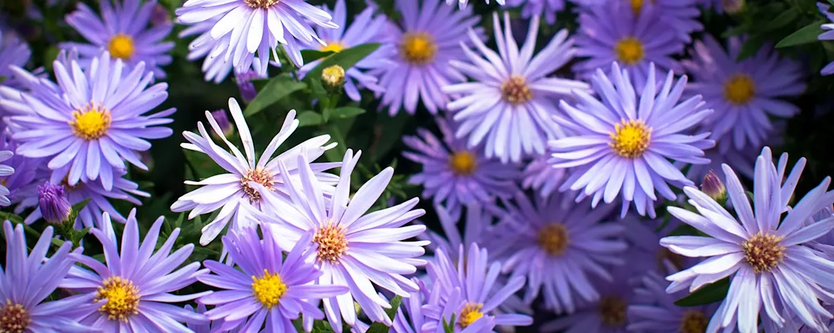 September Birth Flower + More: Aster | Proflowers Blog