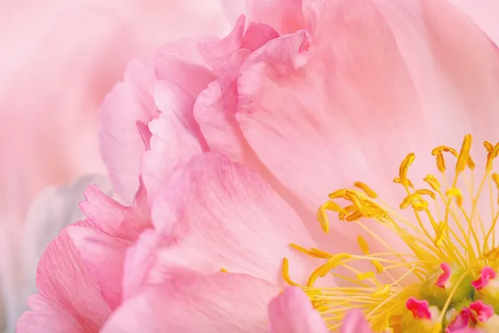 Peony Meaning and Symbolism - FTD.com