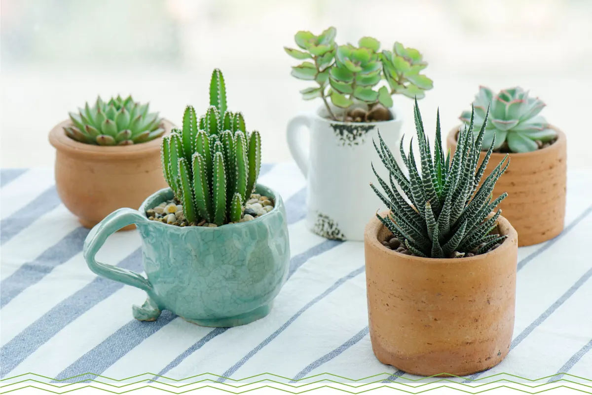 11 Adorable Mini Succulents Uses + Growing Tips | Proflowers Blog