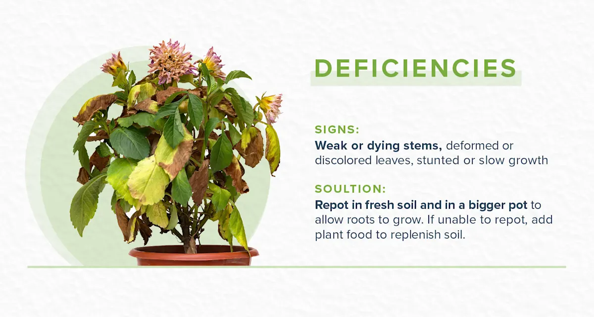 How to Revive a Plant | Proflowers Blog
