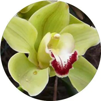 18 Types of Green Flowers | Proflowers Blog
