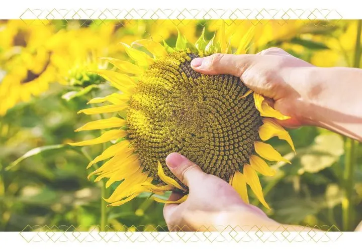 The Life Cycle of a Sunflower | When Do Sunflowers Bloom? - FTD.com
