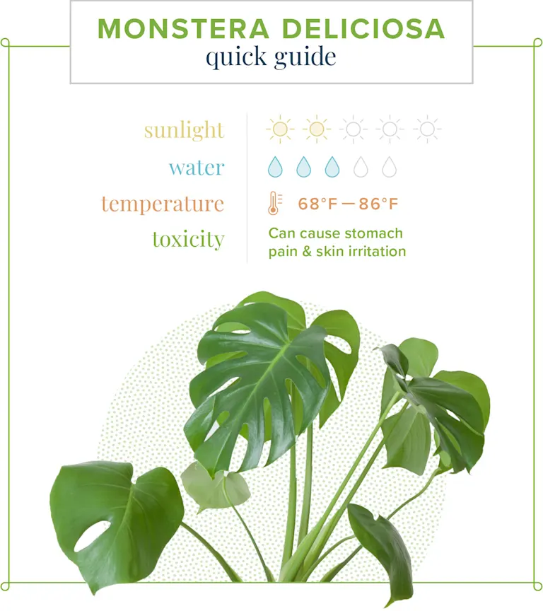 Monstera Care Guide: Growing Information and Tips | ProFlowers