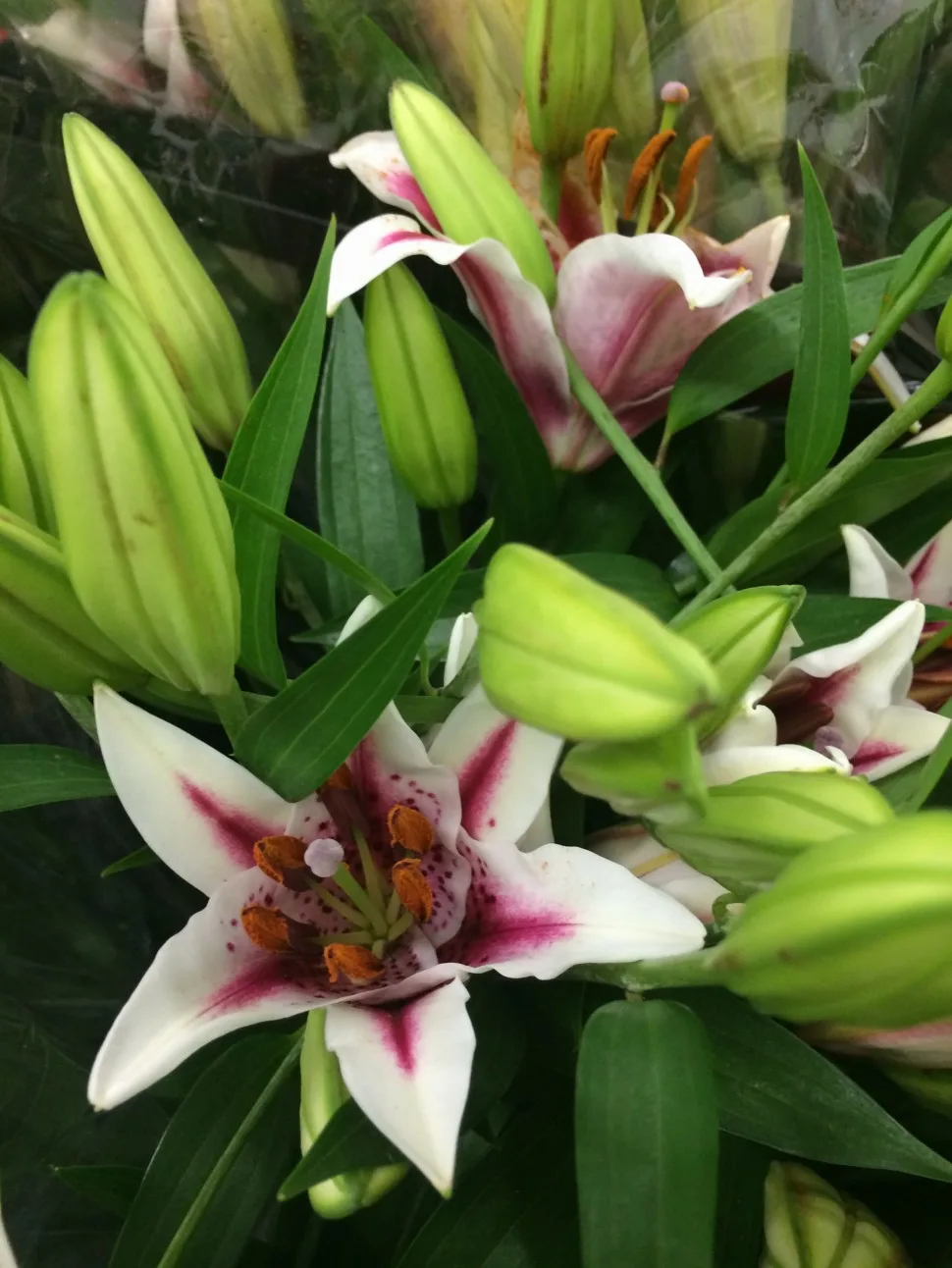 Spring Flowers - Fresh by FTD