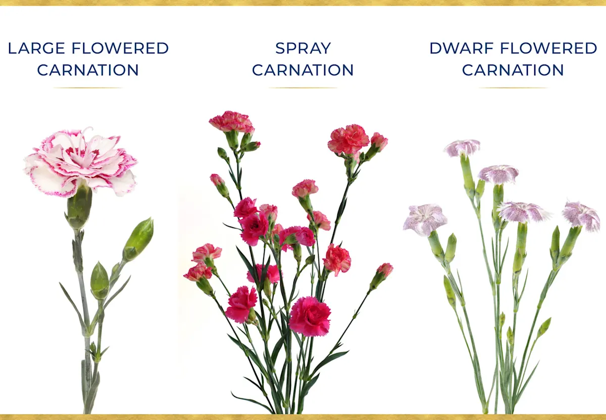 A Guide to Growing Carnations - FTD.com