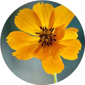 27 Types of Orange Flowers - ProFlowers Blog