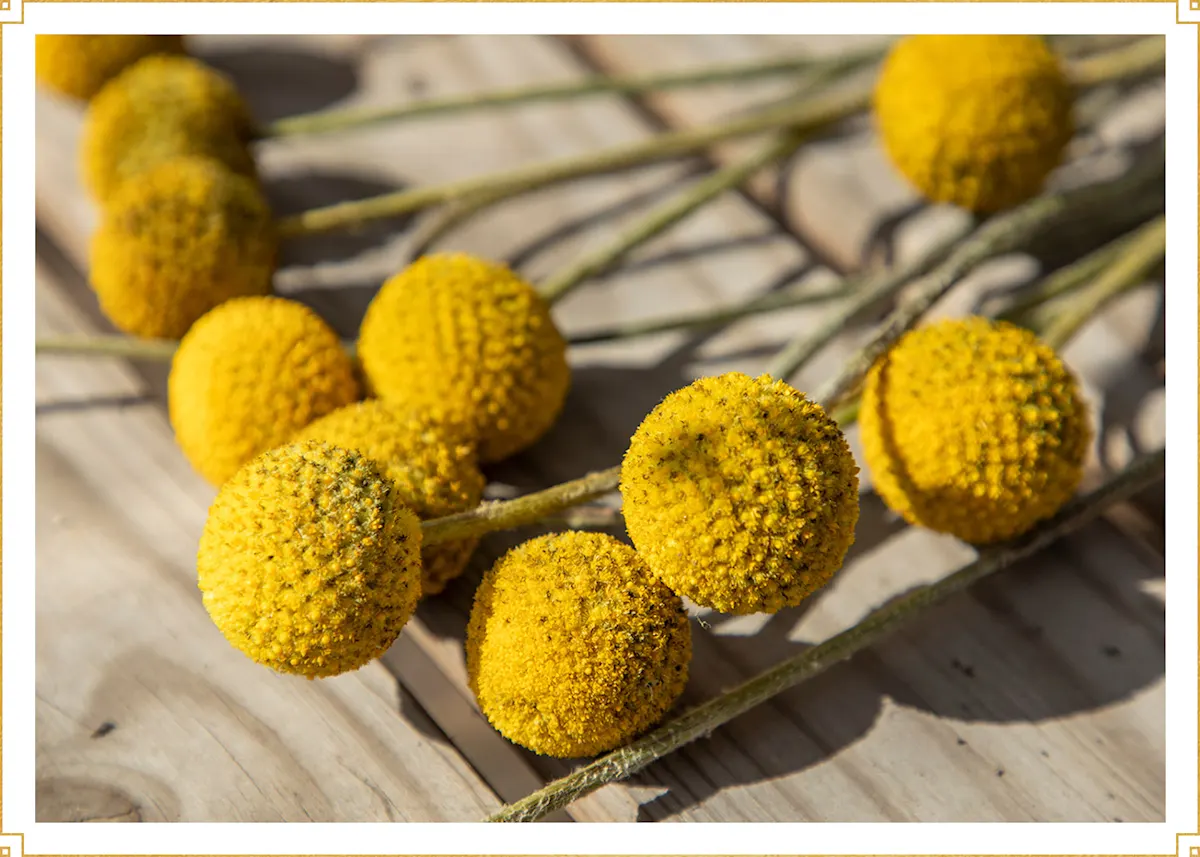 Masculine Flowers: Best Types for Every Occasion | FTD