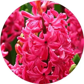 41 Types of Red Flowers - ProFlowers Blog