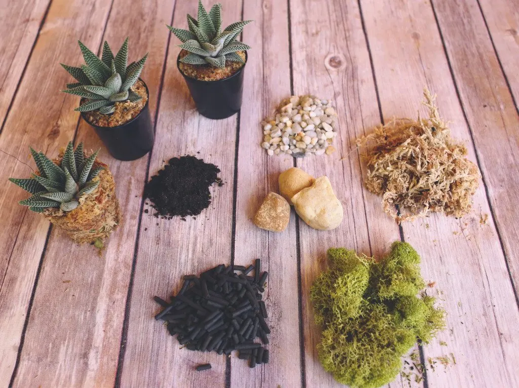 Succulents 101: A Beginner’s Guide | Proflowers Blog