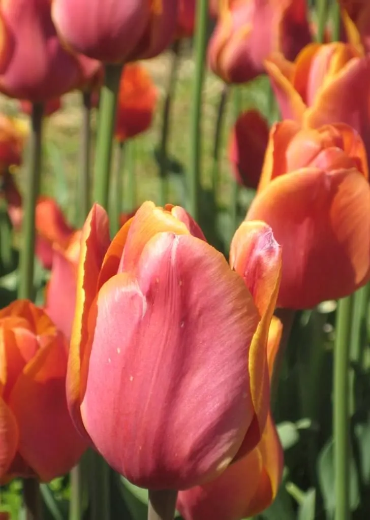 10 Tulip Tips - Fresh by FTD
