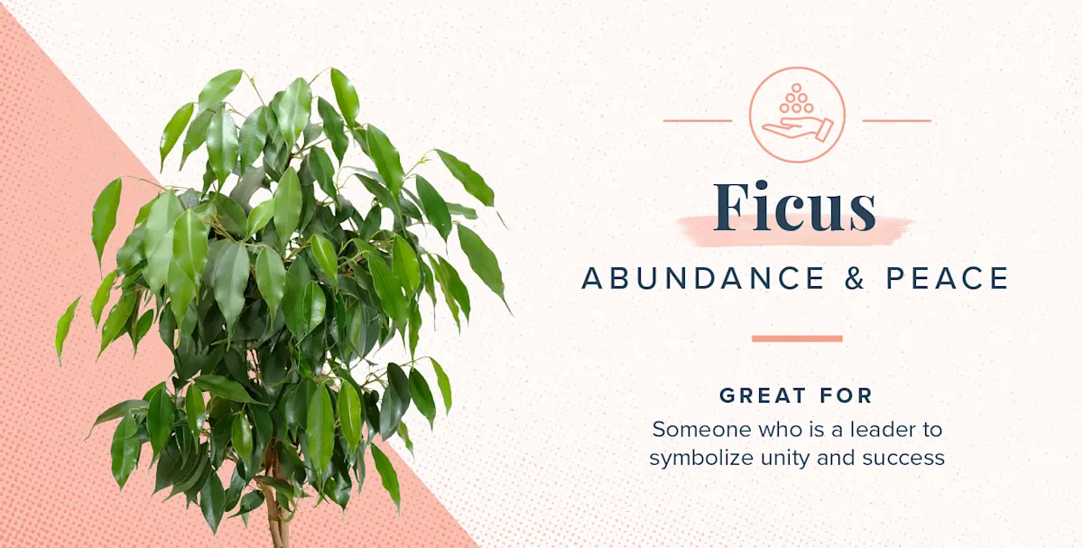 Plant Symbolism Guide: 31 Plants for Every Personality - ProFlowers Blog