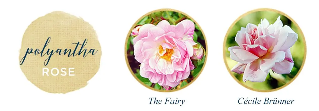 Types of Roses: A Visual Compendium - FTD.com