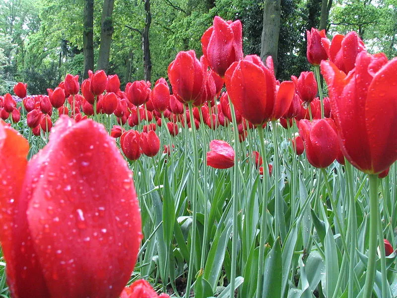 What Colors Do Tulips Come In? - ProFlowers Blog