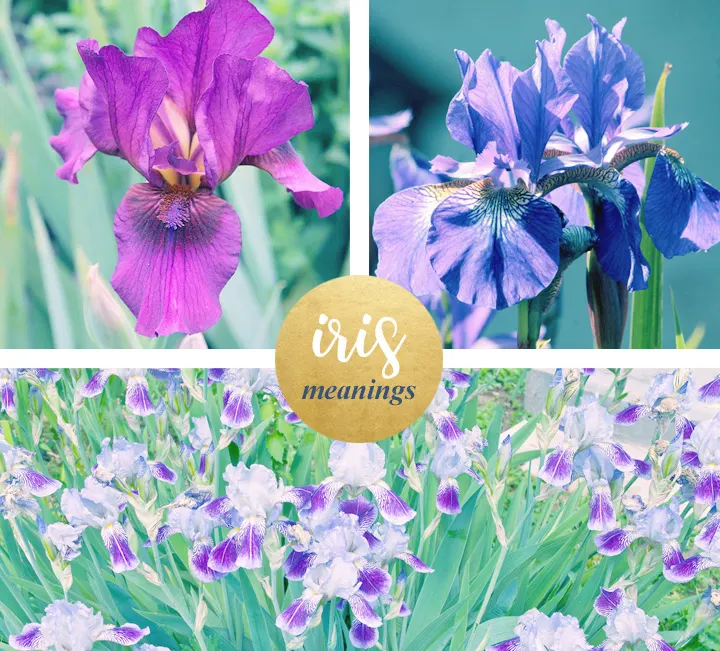 Iris Meaning and Symbolism - FTD.com