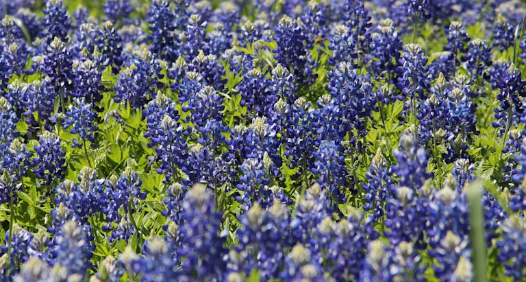Texas State Flower - The Bluebonnet | Proflowers Blog