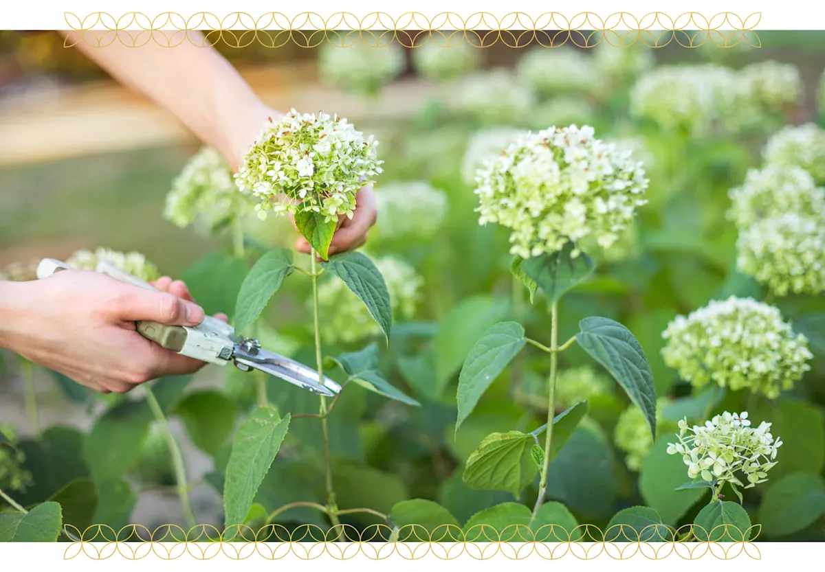 How to Care for Hydrangeas: A Complete Guide | FTD