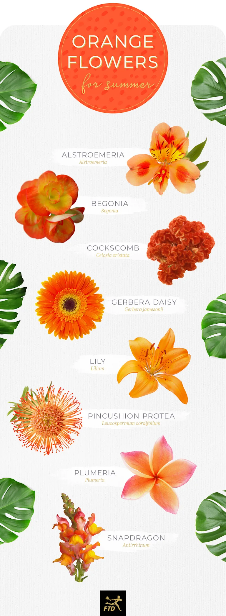20 Types of Orange Flowers - FTD.com