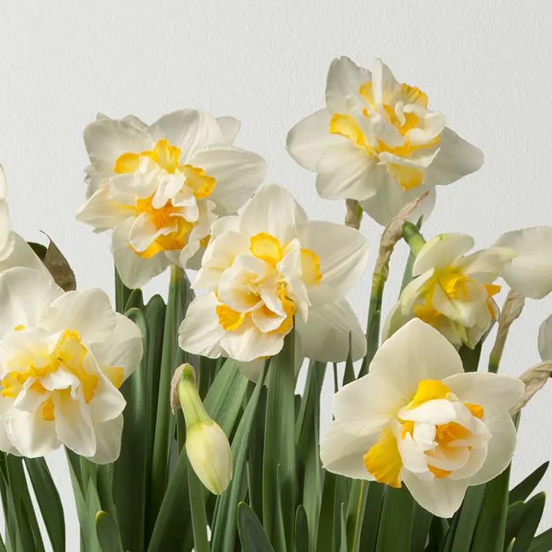 Hoppy Blooms: Popular Choices of Easter Flowers and How to Care for ...