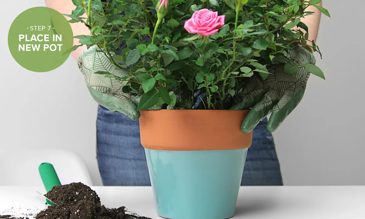 How to Repot a Plant: 7 Simple Steps With Pictures | Proflowers Blog
