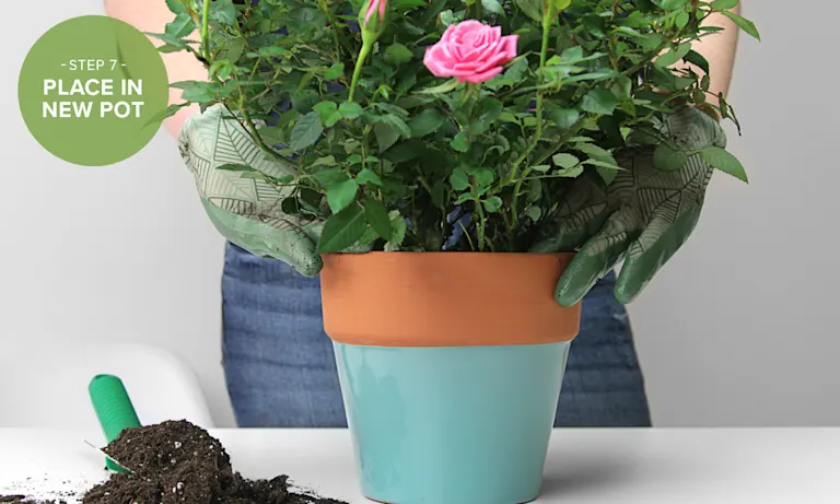 How to Repot a Plant: 7 Simple Steps With Pictures | Proflowers Blog