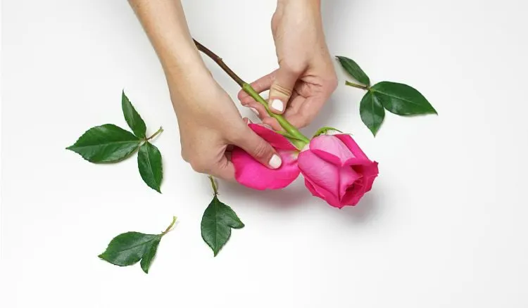 How to Make Flowers Last Longer: 9 Tricks | Proflowers Blog