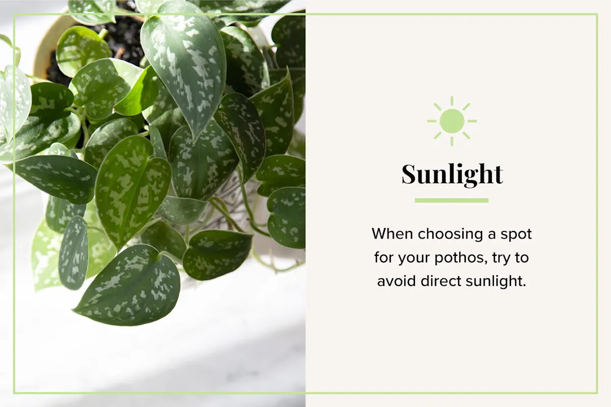 Pothos Plant Care Guide: Growing Information and Tips | Proflowers Blog