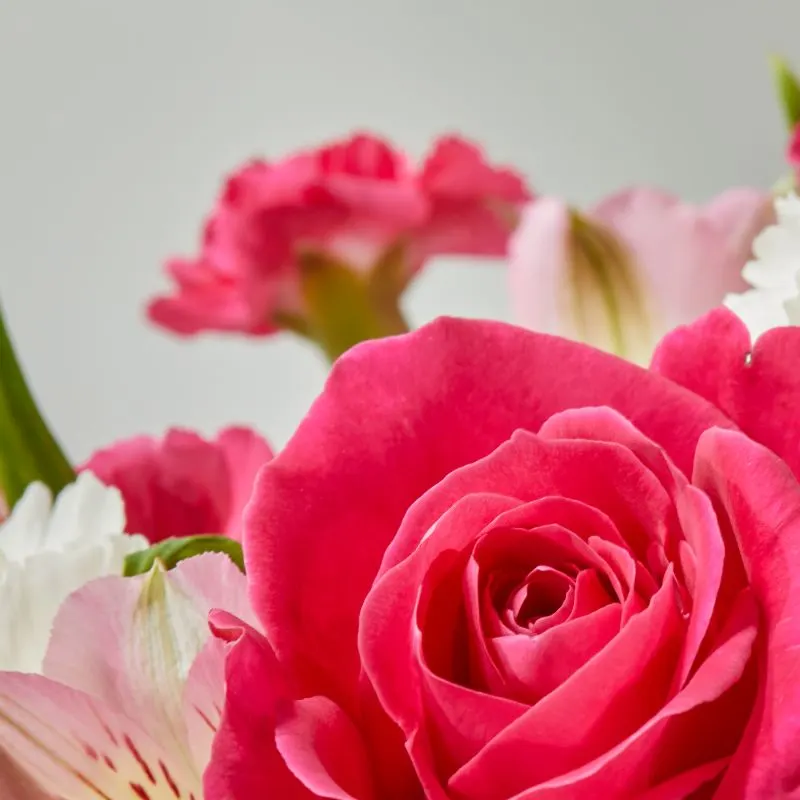 Flower tips - Plant Guides – Holiday Gifts and More | FTD Blog