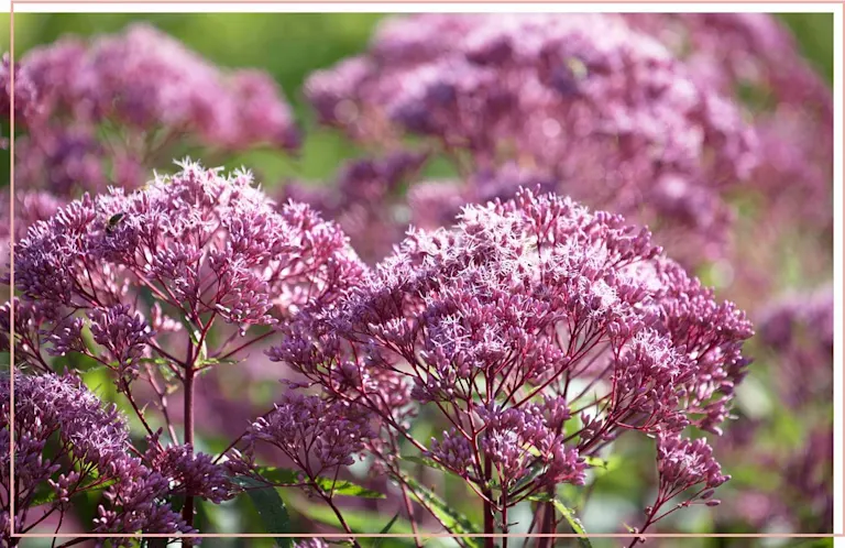 36 Kinds of Flowering Weeds + Tips on Finding Beauty in Unlikely Places ...