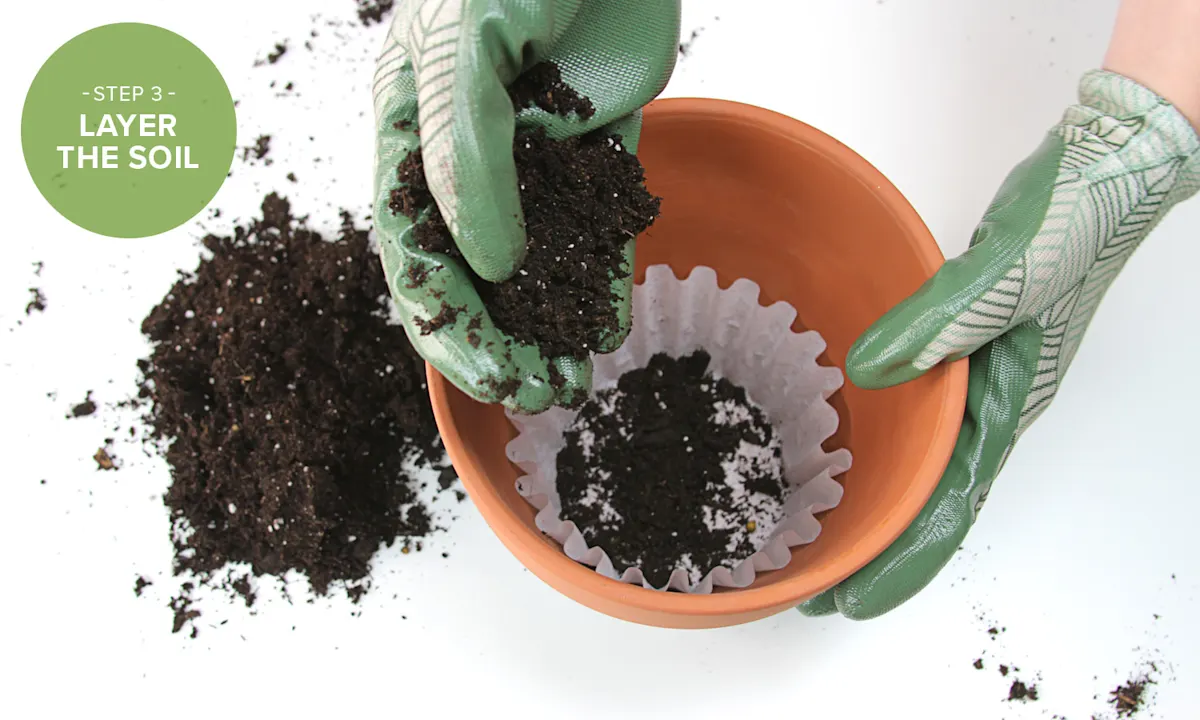 How to Repot a Plant: 7 Simple Steps With Pictures | Proflowers Blog