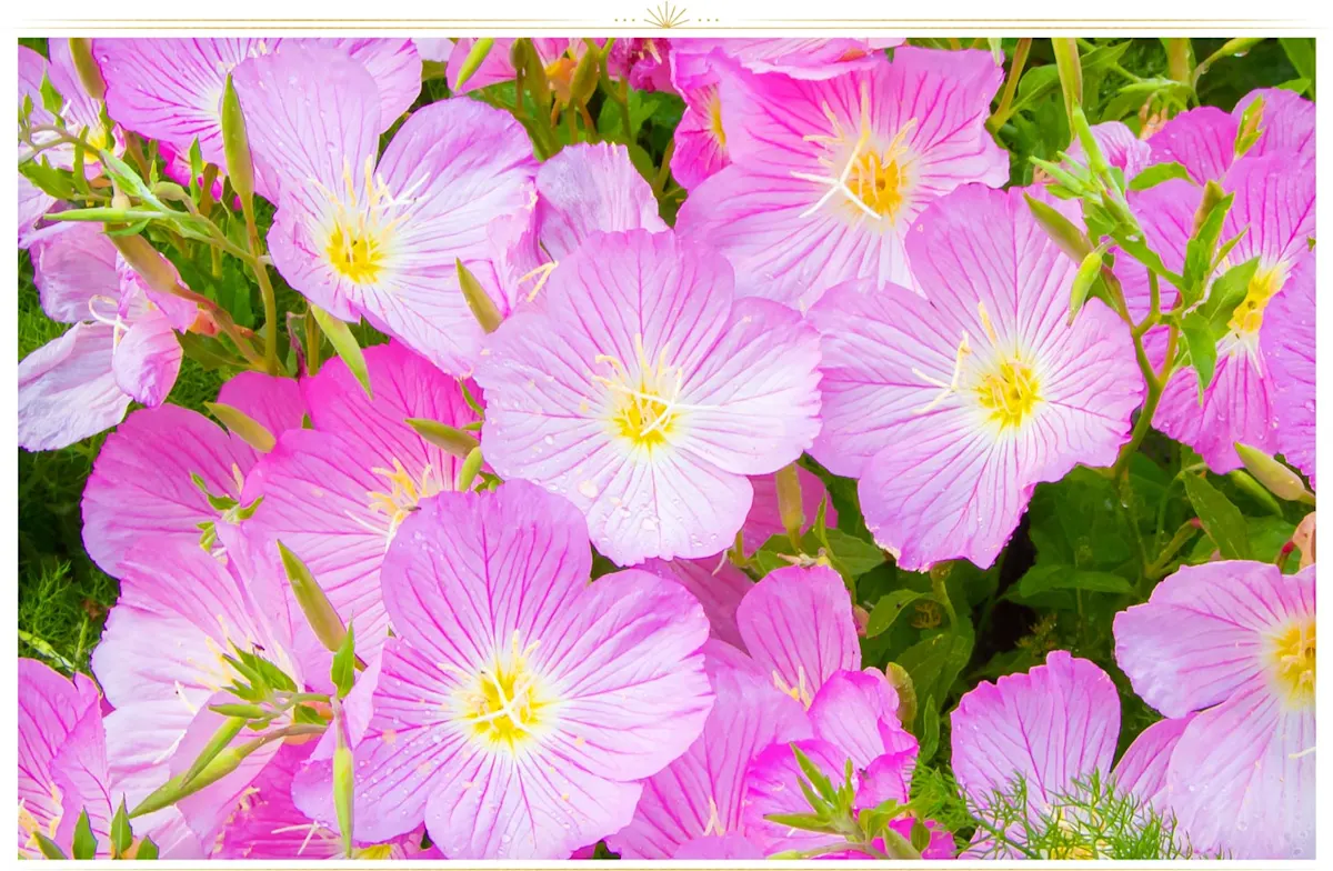 26 Types of Pink Flowers: Tips + Pictures | Proflowers Blog