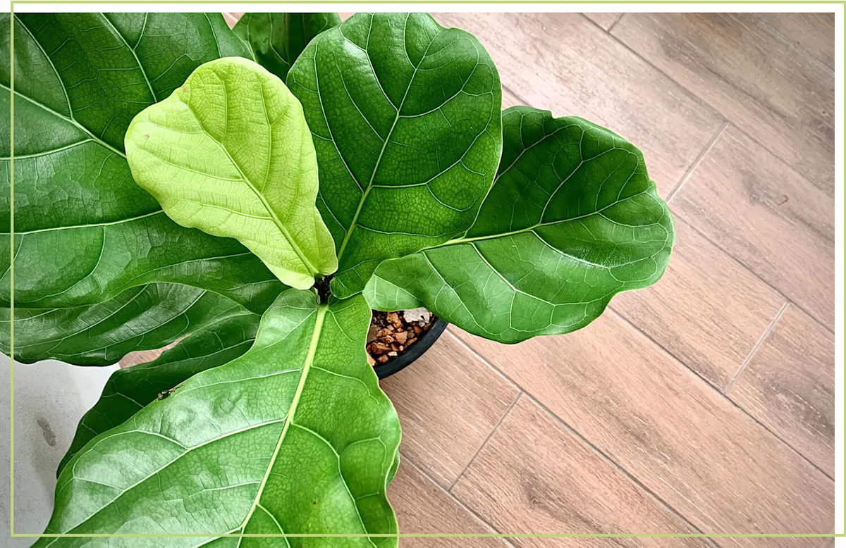 What’s Wrong With My Plant? 10 Common Houseplant Issues + How To Fix ...