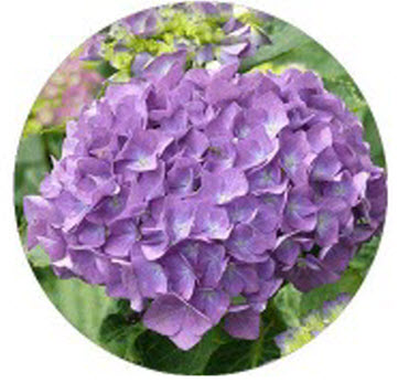 Fuzzy Purple Flower Identification