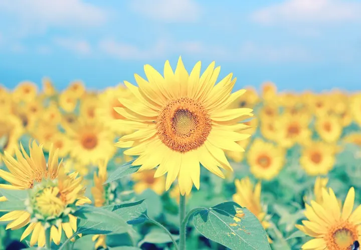 Sunflower Meaning and Symbolism - FTD.com