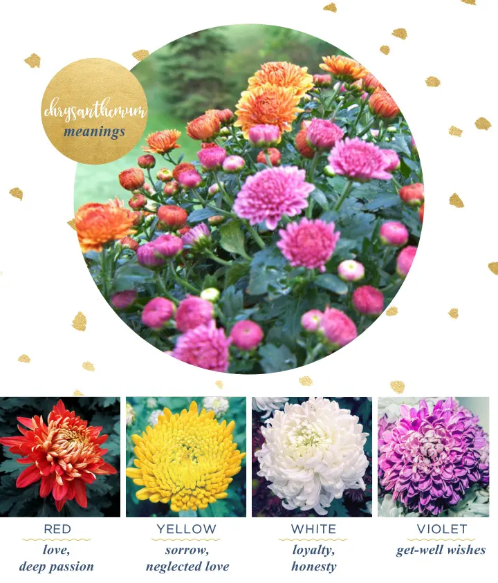 Chrysanthemum Meaning and Symbolism - FTD.com