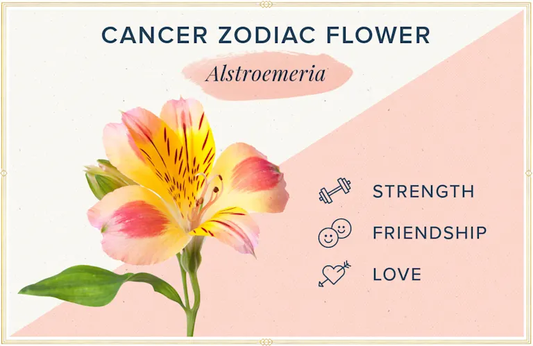 Cancer Zodiac Flower: Alstroemeria Symbolism, Traits + More | ProFlowers