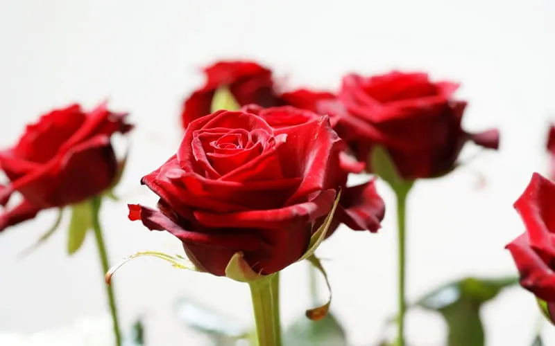 A Guide to Long-stemmed Roses | Proflowers Blog