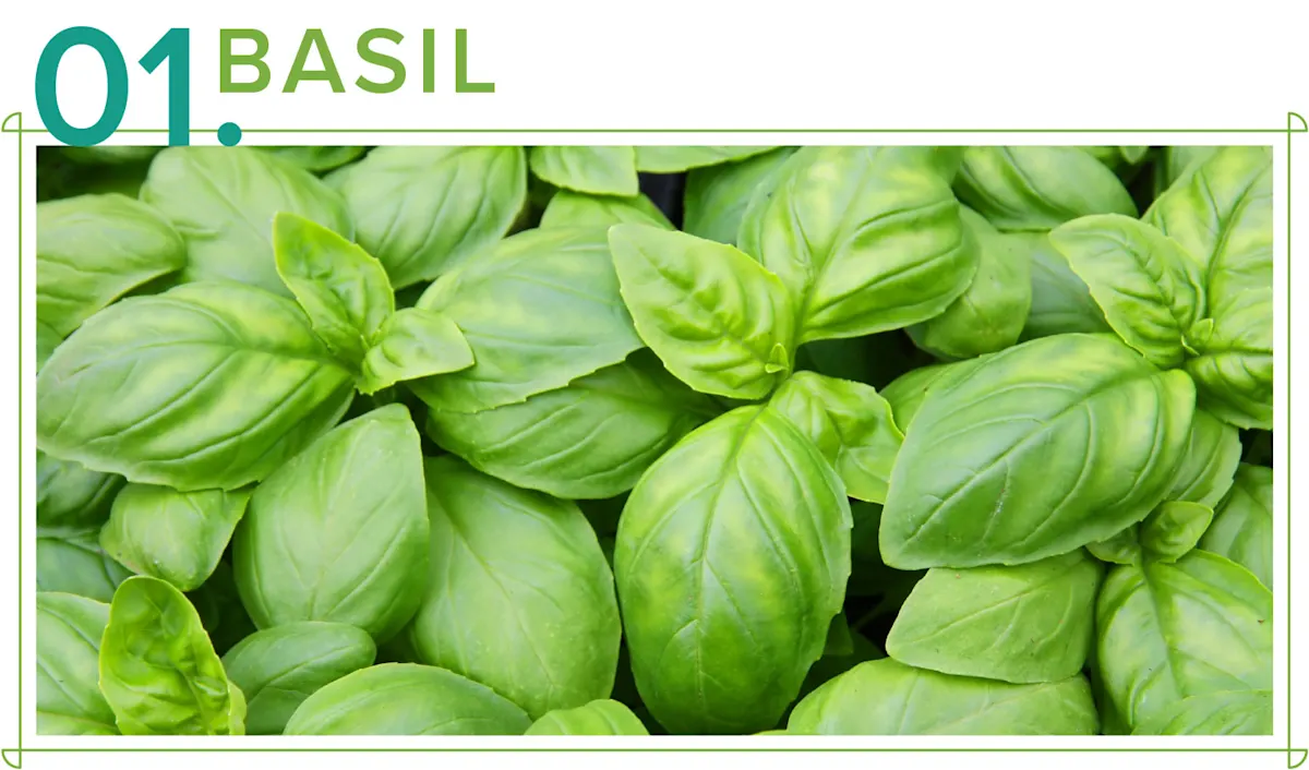 16 Medicinal Plants to Keep in Your Home | ProFlowers