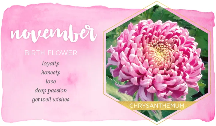 Birth Month Flowers and Their Meanings