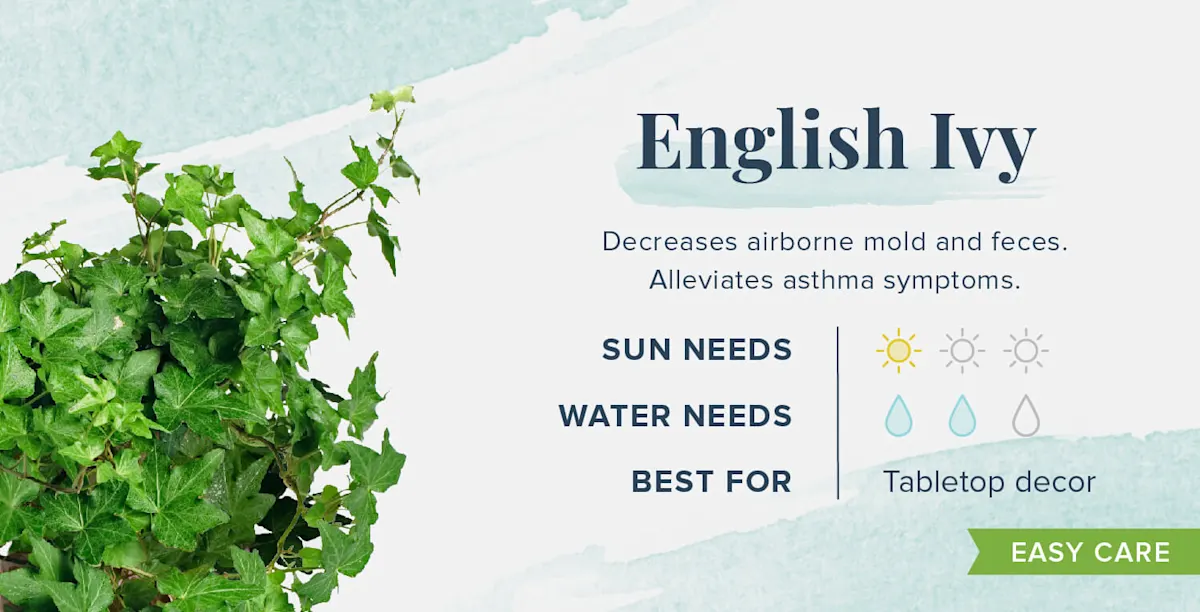 18 Plants That Help You Sleep Better Than Ever | Proflowers Blog