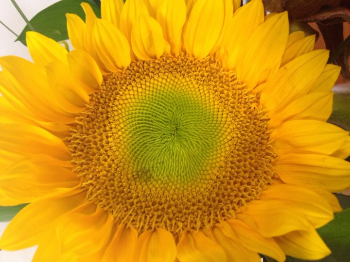 Our Fall Collection Inspiration - Fresh by FTD