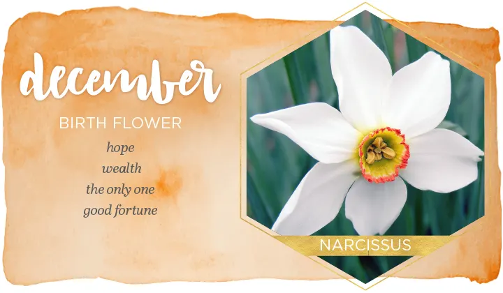 December Birth Flower: Narcissus - FTD.com
