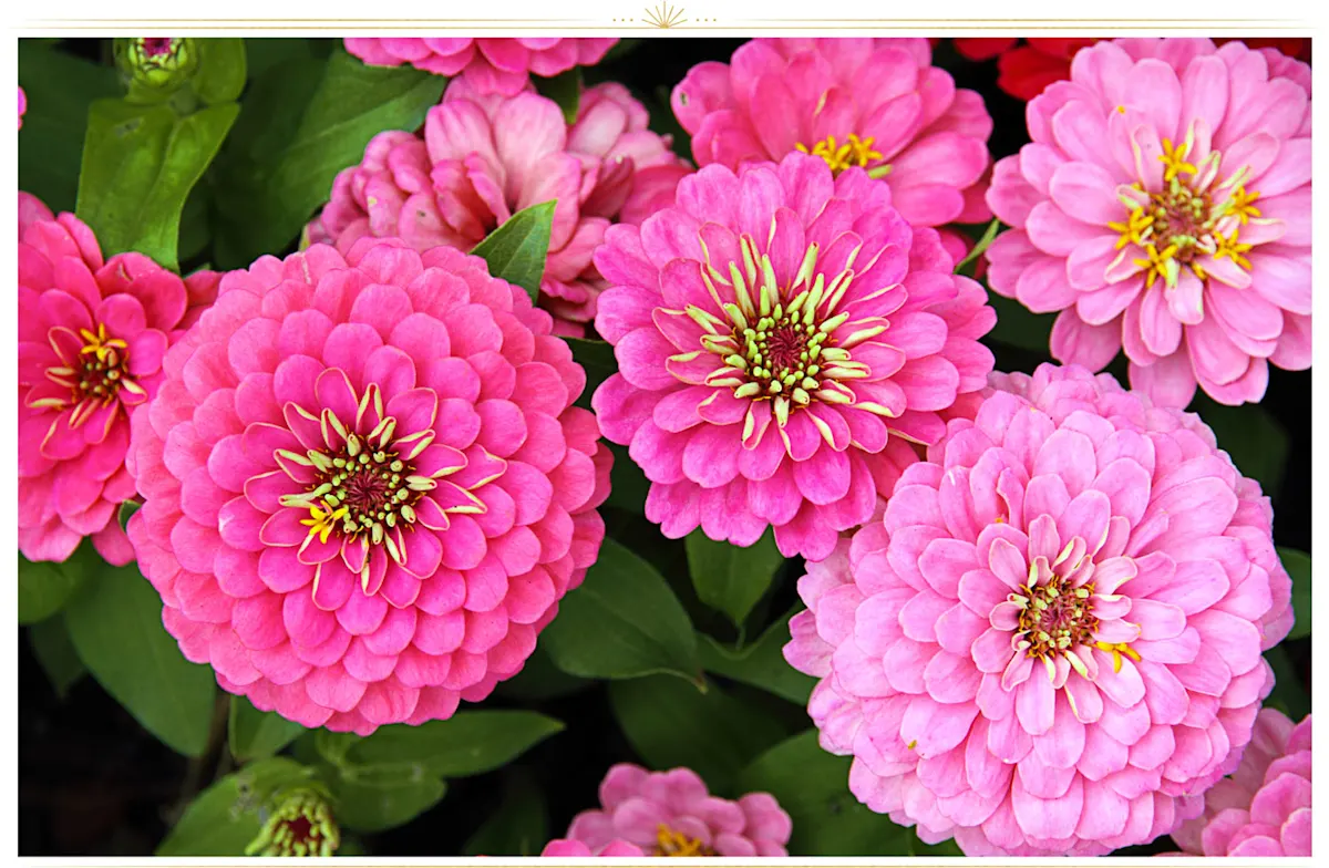 26 Types of Pink Flowers: Tips + Pictures | Proflowers Blog