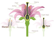 Flower Anatomy The Parts Of A Flower ProFlowers Blog