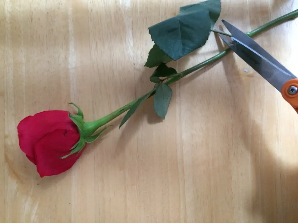 How to Dry Your Roses - Fresh by FTD