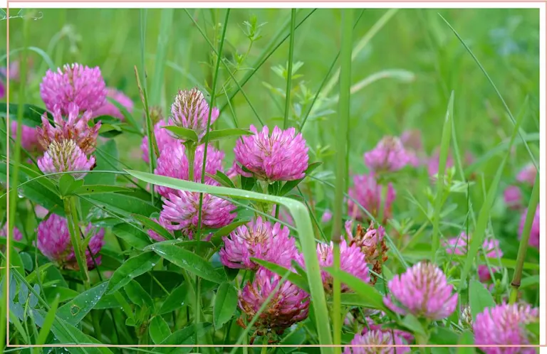 36 Kinds of Flowering Weeds + Tips on Finding Beauty in Unlikely Places ...