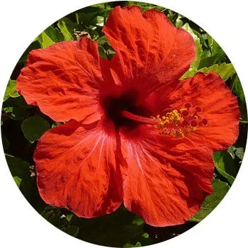 41 Types of Red Flowers - ProFlowers Blog