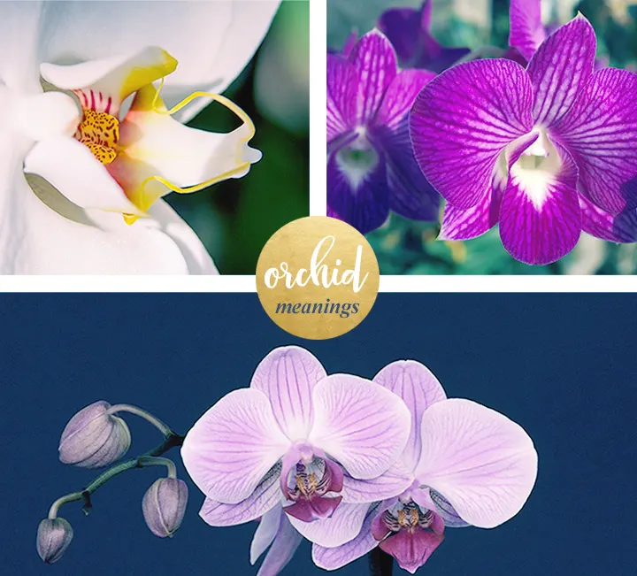 Orchid Meaning and Symbolism - FTD.com