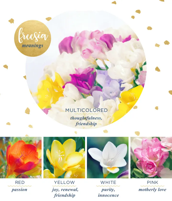 Freesia Meaning and Symbolism - FTD.com