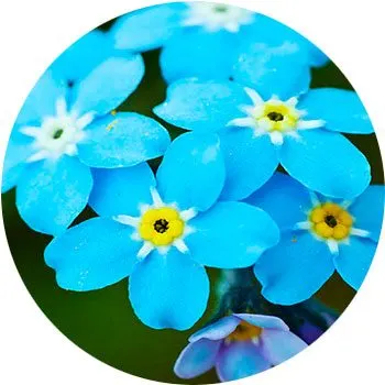 41 Types of Blue Flowers - ProFlowers Blog