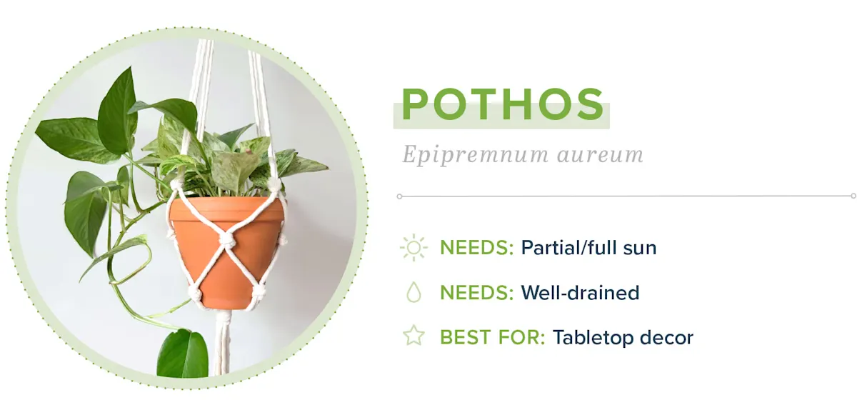 21 Small Indoor Plants for Apartment Living | Proflowers Blog